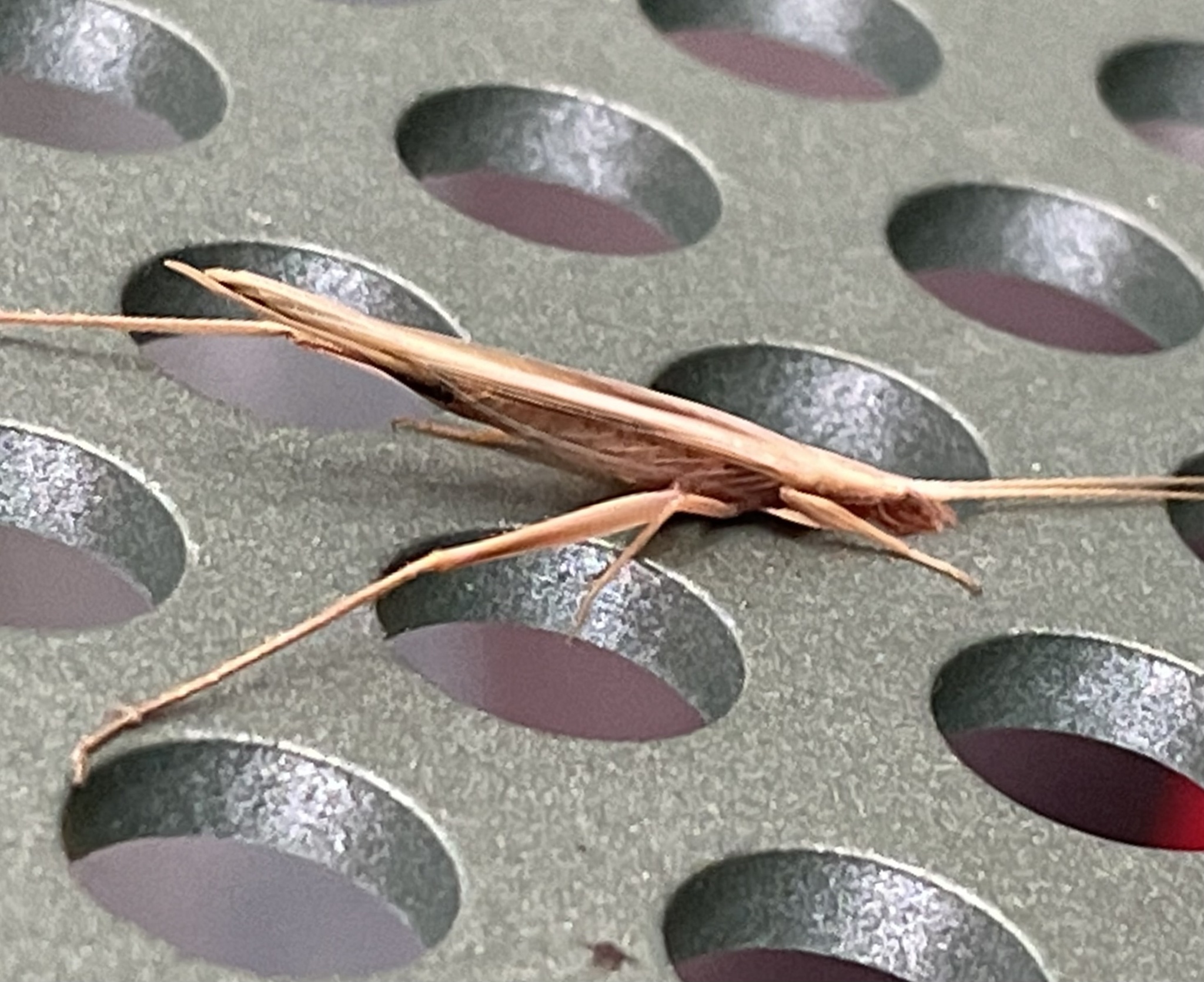 Oecanthus rufescens Serville, 1838