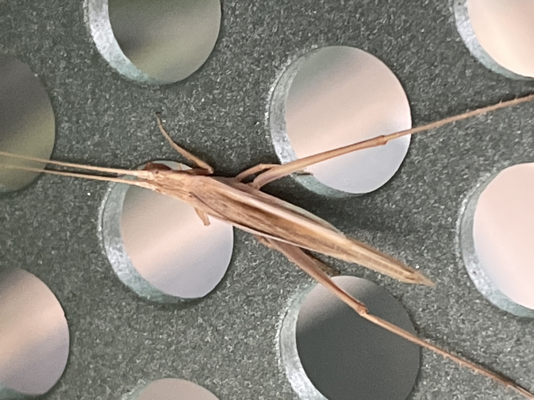 Oecanthus rufescens Serville, 1838