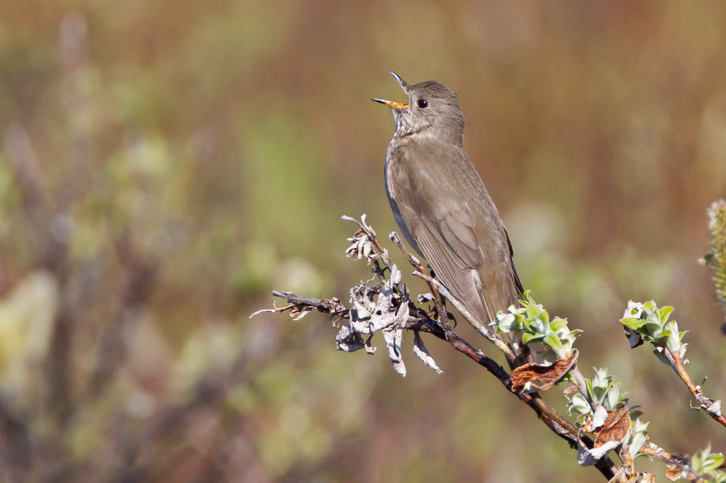 Gray-cheeked Thrush (Birds of Alabama) · iNaturalist