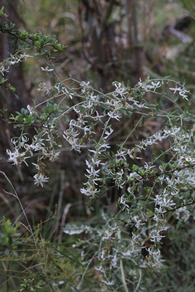 grey ray flower from Girraween QLD 4382, Australia on October 20, 2022 ...