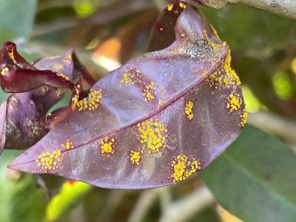 Myrtle Rust from Auckland, NZ on October 27, 2022 at 11:05 AM by cicinz ...
