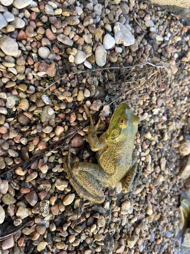 American Bullfrog from Ray Stoker Jr Hwy, Coleman, TX, US on October 26 ...