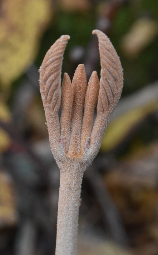 hobblebush from Pinkham Notch Square Ledge Trail Coos County, NH, USA ...