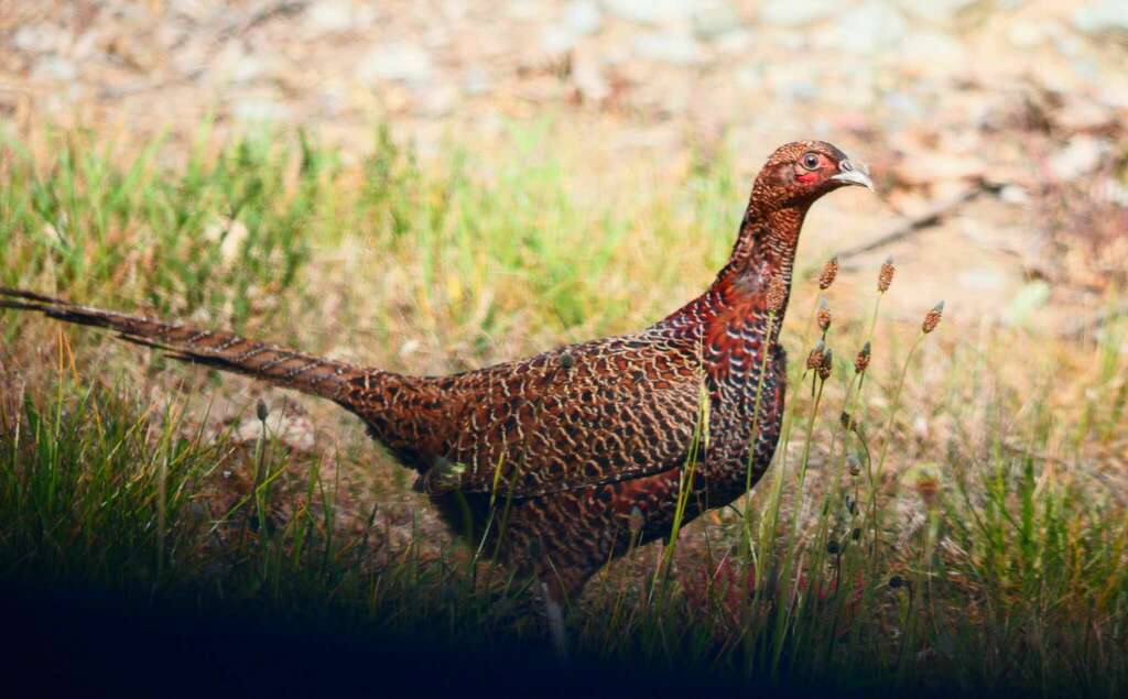 Ring-necked Pheasant from Leeston, New Zealand on October 23, 2022 at ...