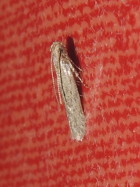 Tomato Pinworm in October 2022 by privatenoaccess · iNaturalist