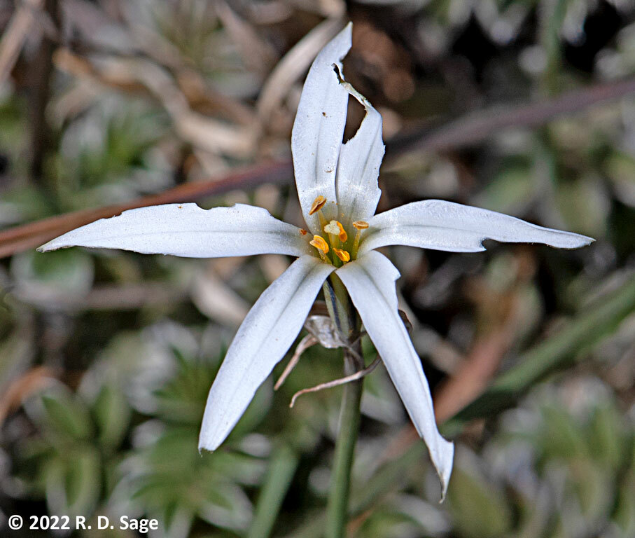 Tristagma patagonicum (Baker) Traub