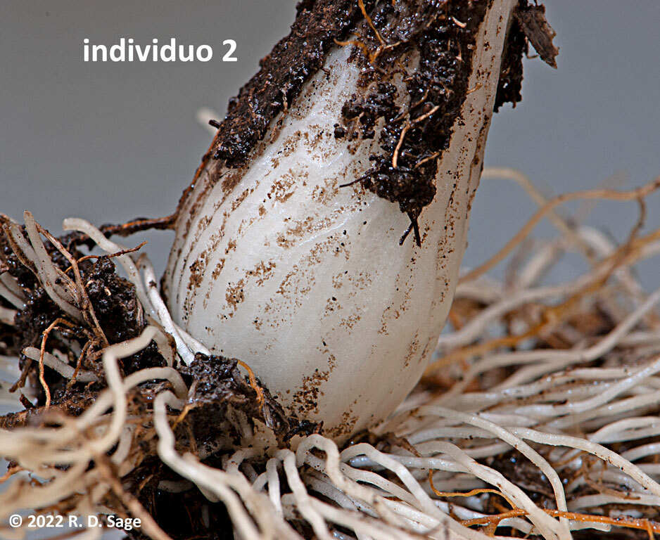 Tristagma patagonicum (Baker) Traub