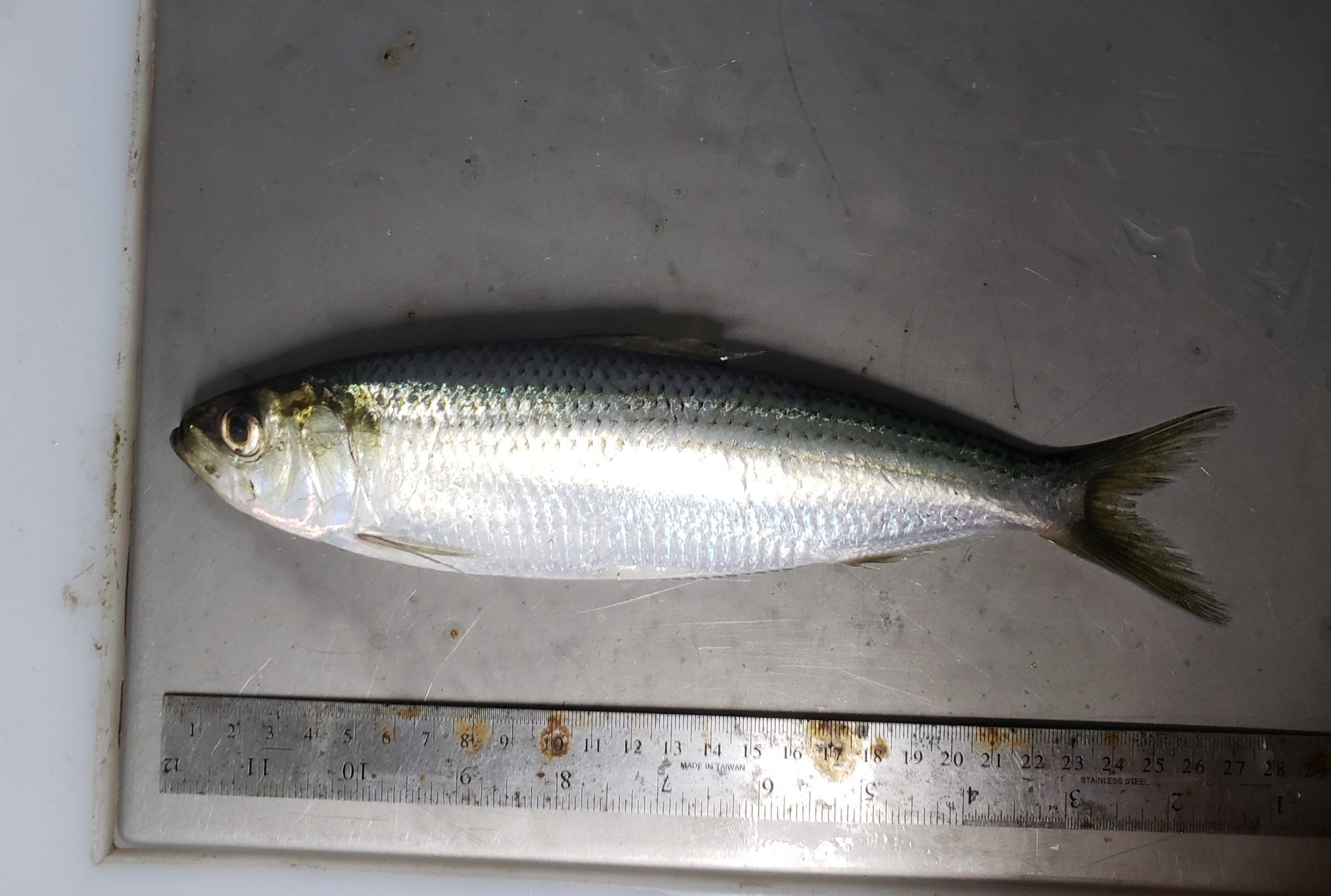 Alosa sapidissima (Wilson, 1811)