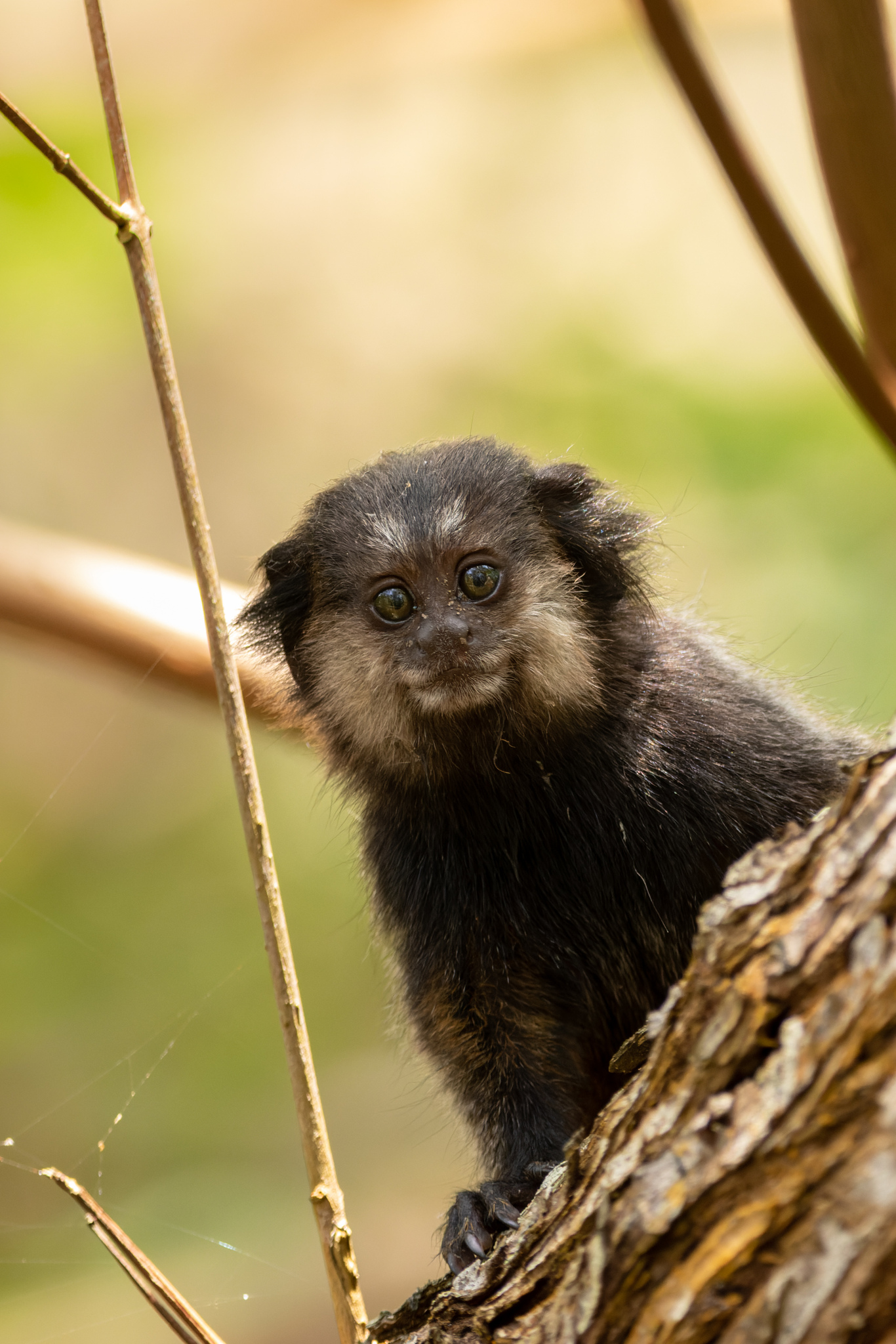 Callithrix kuhlii Coimbra-Filho, 1985