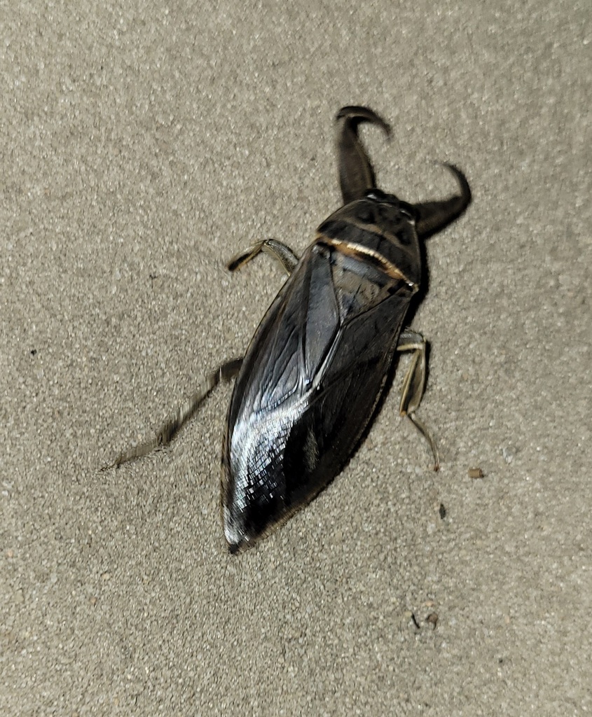 Uhler's Giant Water Bug from Highlands, Florida, United States on ...
