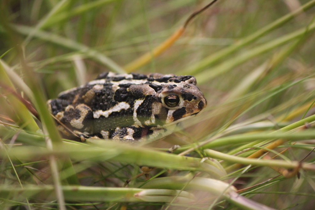 Eastern American Toad from Longridge Point, Cochrane District, ON ...