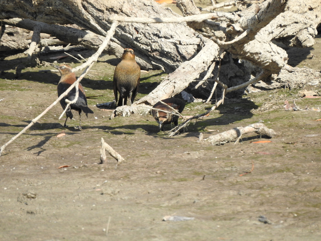 Rusty Blackbird from Ottawa, Ohio, United States on October 23, 2022 at ...