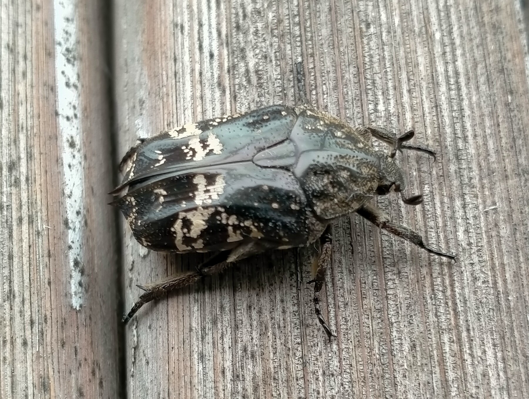 Protaetia acuminata (Fabricius, 1775)