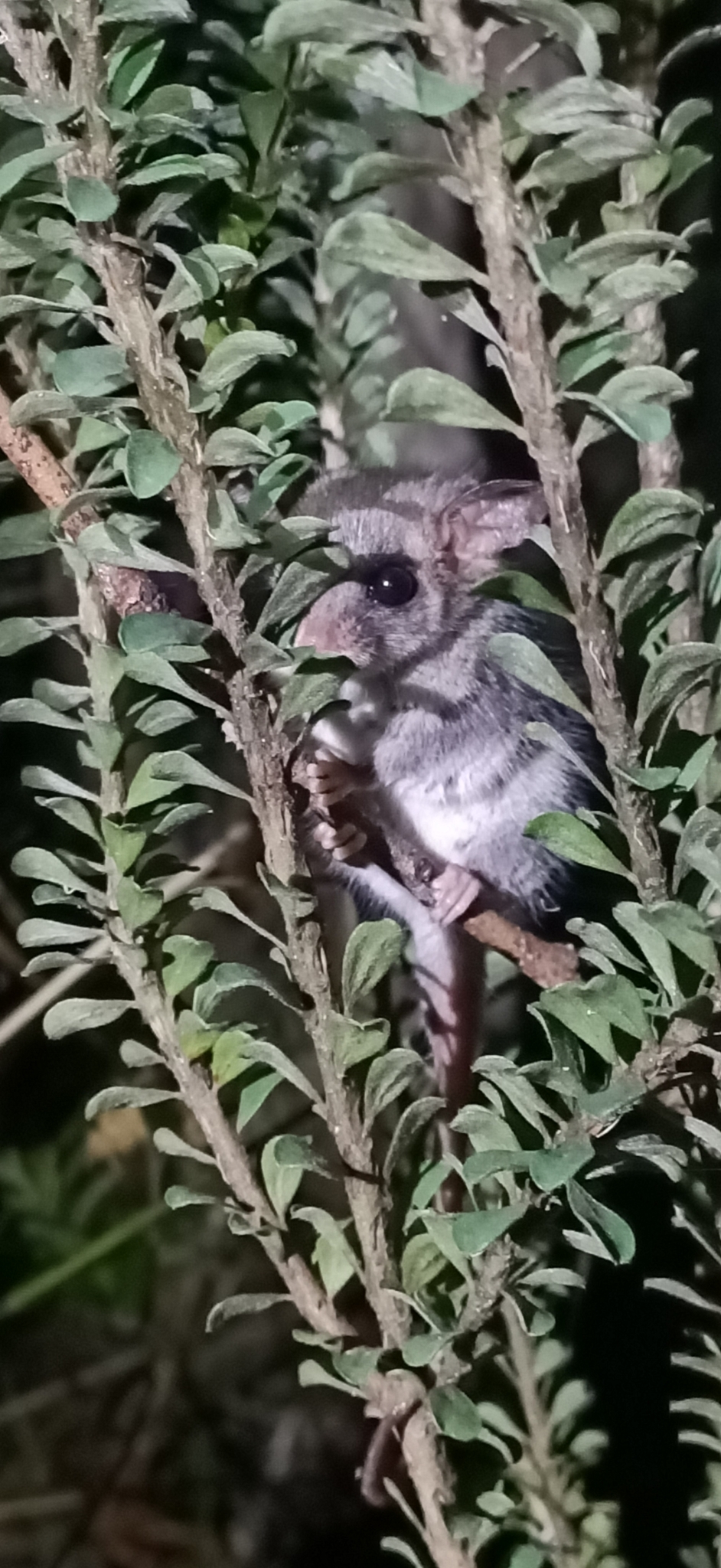 Cercartetus nanus (Desmarest, 1818)