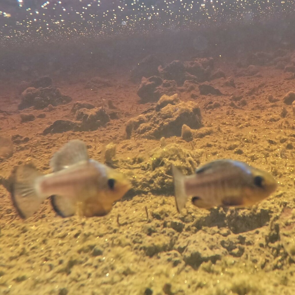 Sheepshead Minnow from North Key Largo, FL 33037, USA on October 26 ...