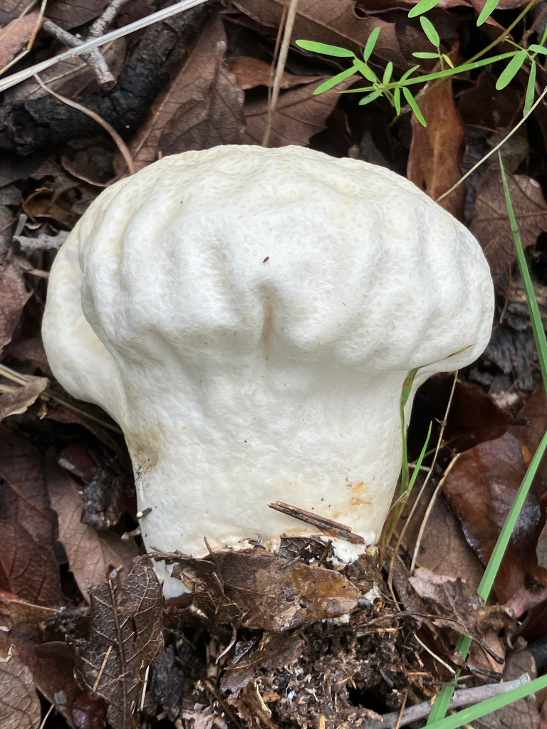 Brain puffball from Santa Cruz, Arizona, United States on August 20 ...