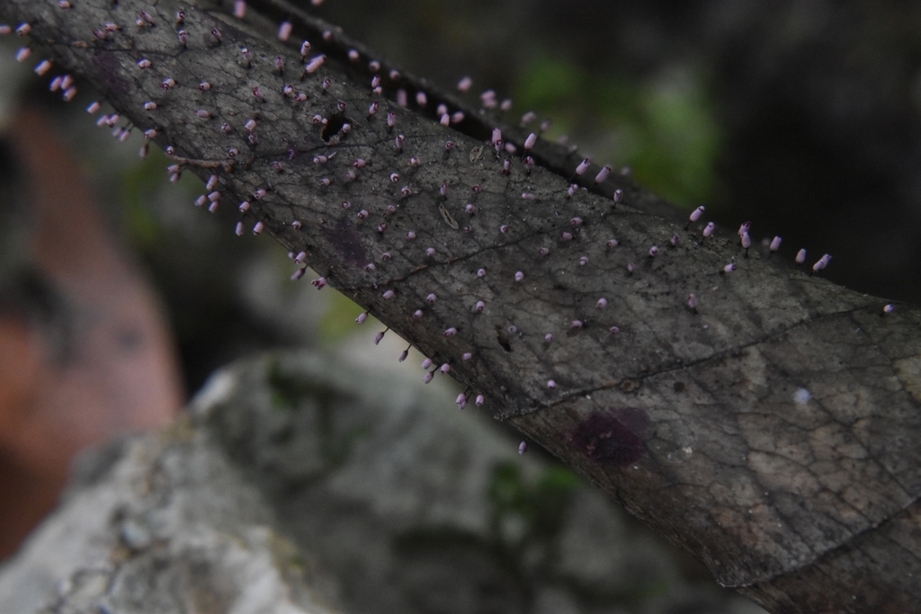 Diachea desde Tulum el 25 de octubre de 2022 a las 12:35 PM de Jorge ...