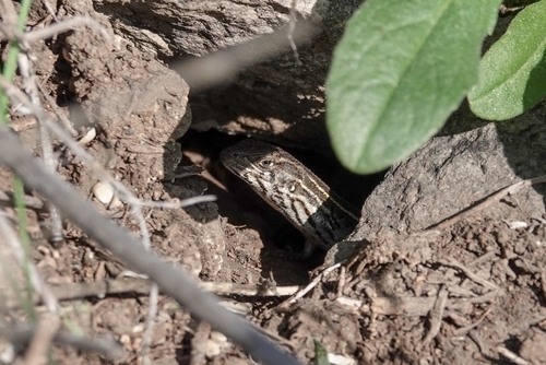 Dusky Smooth-throated Lizard (Liolaemus fuscus) - Snakes and Lizards