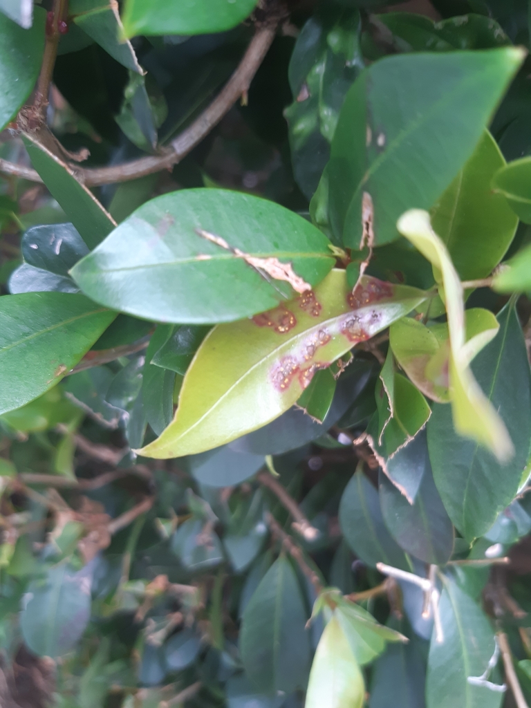 Myrtle Rust from Grey Lynn, Auckland, New Zealand on October 26, 2022 ...