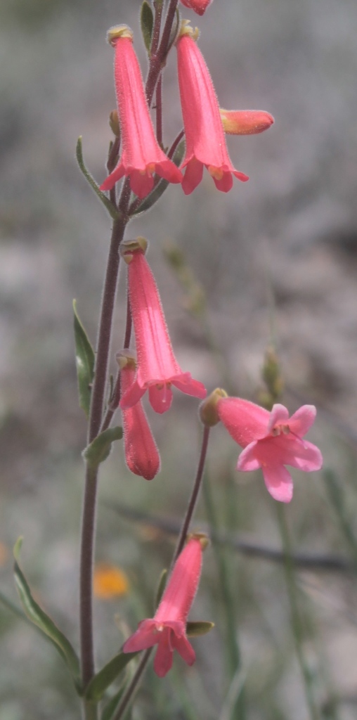 Penstemon miniatus apateticus from Guadalcázar, S.L.P., México on July ...