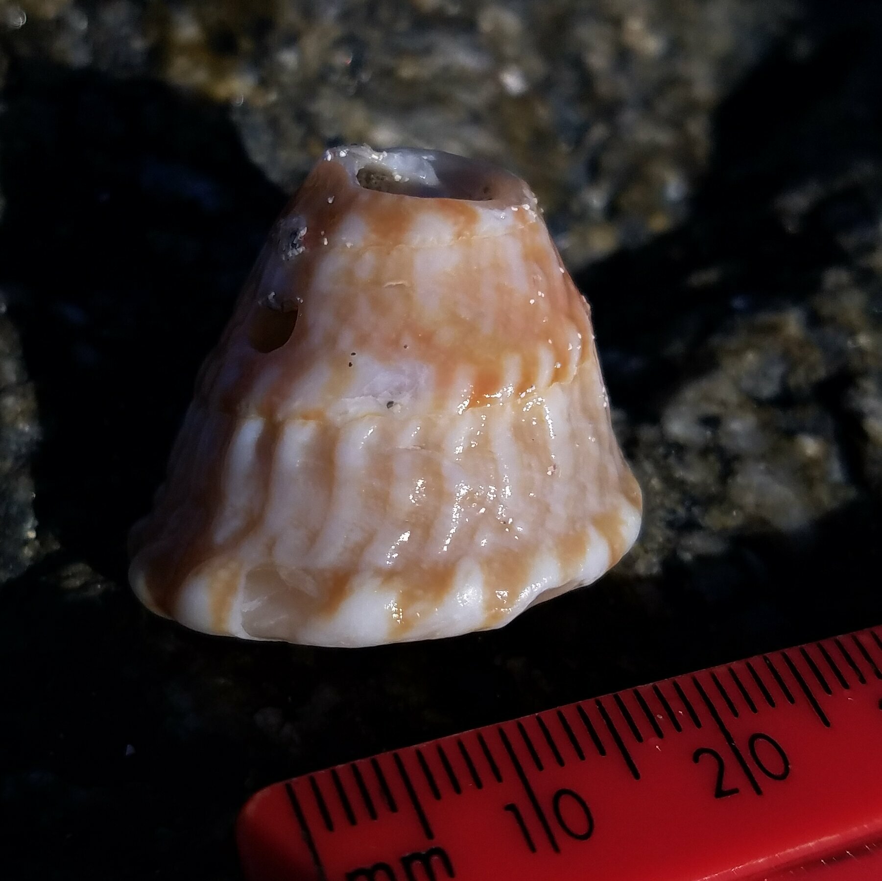 Lithopoma tectum (Lightfoot), 1786