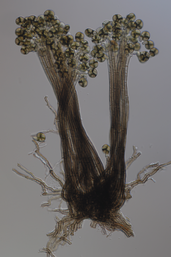 Genus Trochophora · iNaturalist