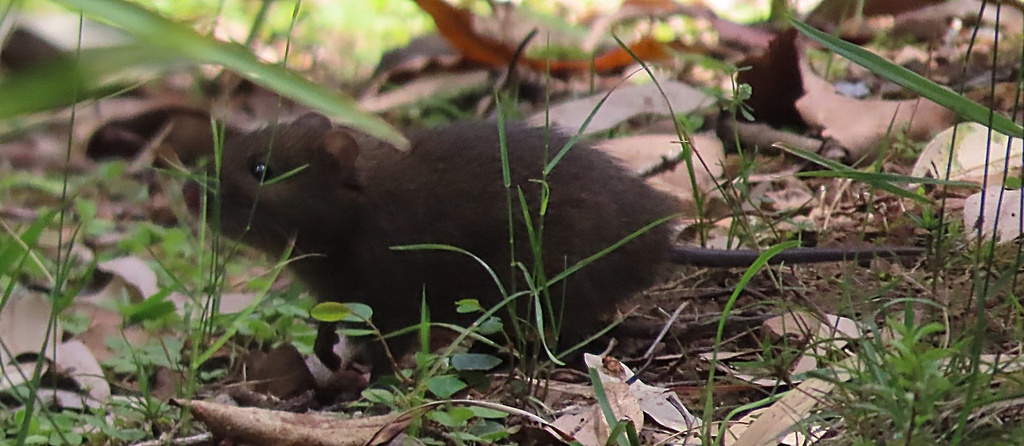 Australian Swamp Rat from Coomba Park NSW 2428, Australia on October 27 ...