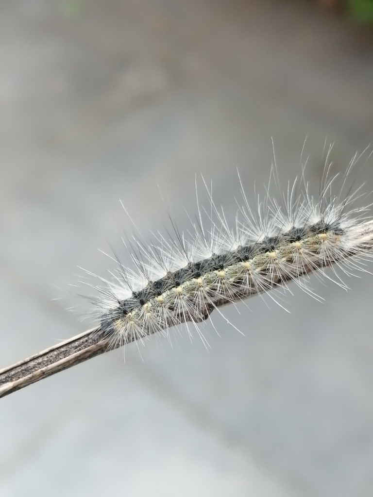 Fall Webworm Moth from Qingdao, CN-SD, CN on October 27, 2022 at 12:38 ...
