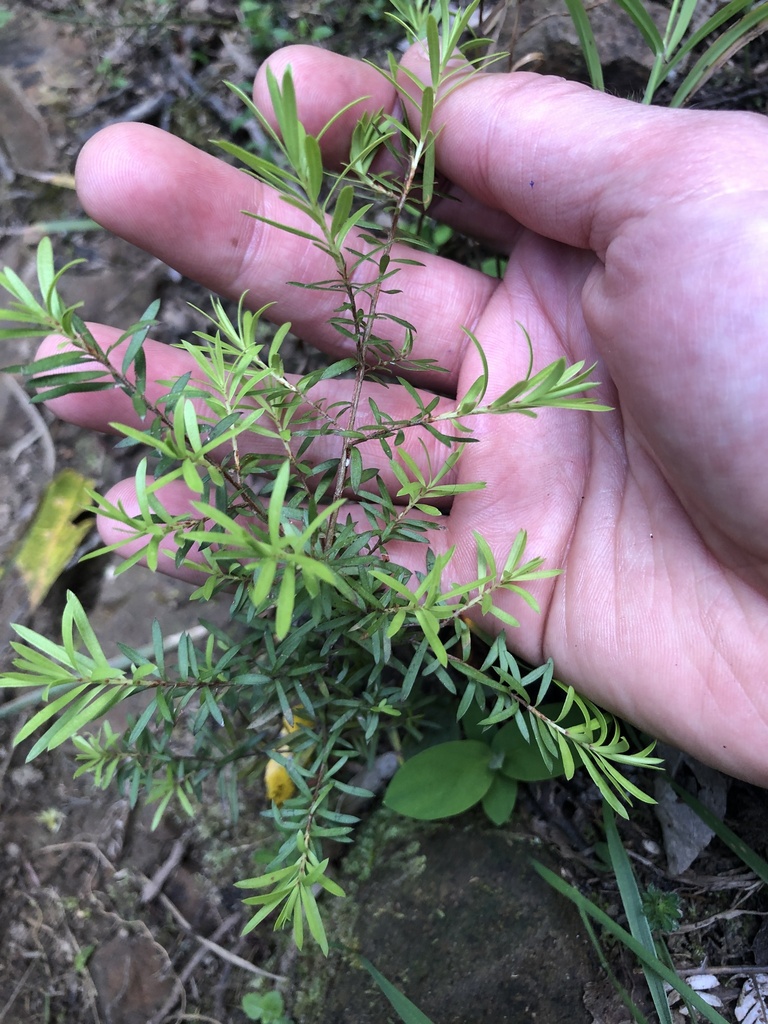 Kanuka from Belmont Regional Park, Lower Hutt, Wellington, NZ on October 27, 2022 at 06:06 PM by ...