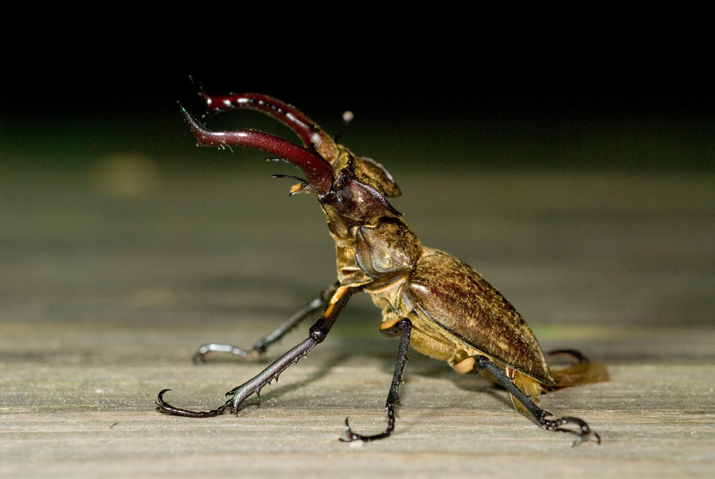 Lucanus maculifemoratus taiwanus from 台灣花蓮縣新白楊停車場 on April 14, 2010 at ...