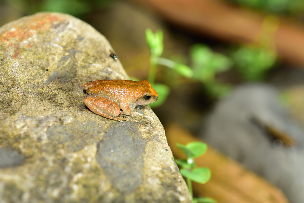 Robust Kajika Frog from 台灣高雄市 on October 26, 2022 at 06:36 PM by Tzu-lun Hung · iNaturalist