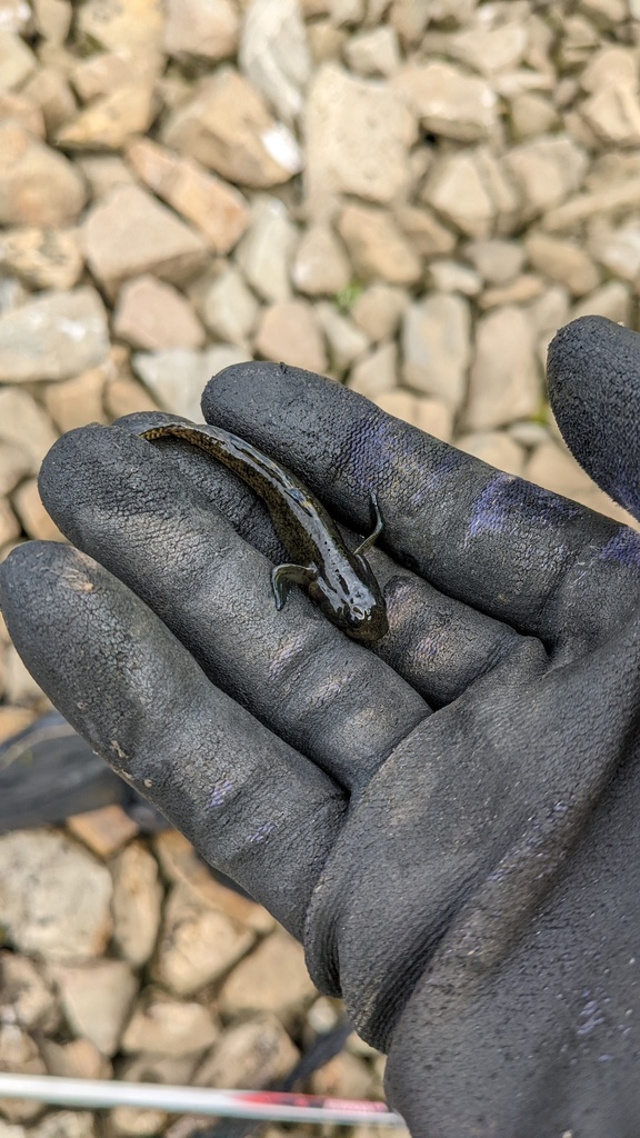 Bluespot Goby from Adelaide SA, Australia on October 27, 2022 at 10:45 ...