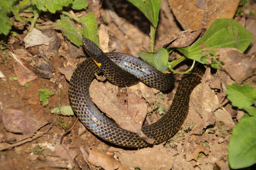 Kerala Shieldtail from Konnakuzhy on September 23, 2022 at 01:59 PM by ...