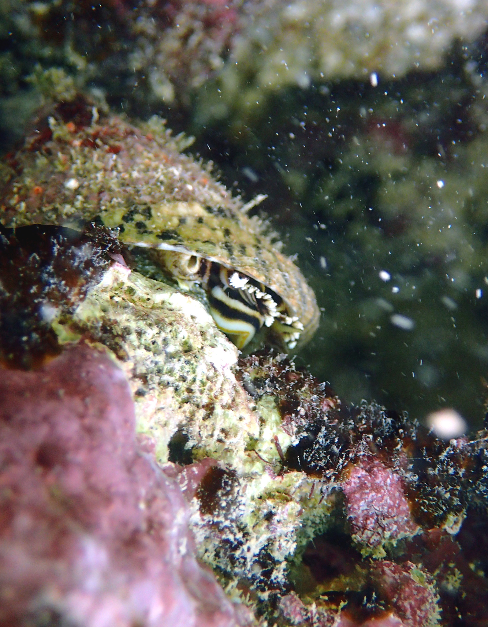 Trochus maculatus Linnaeus, 1758