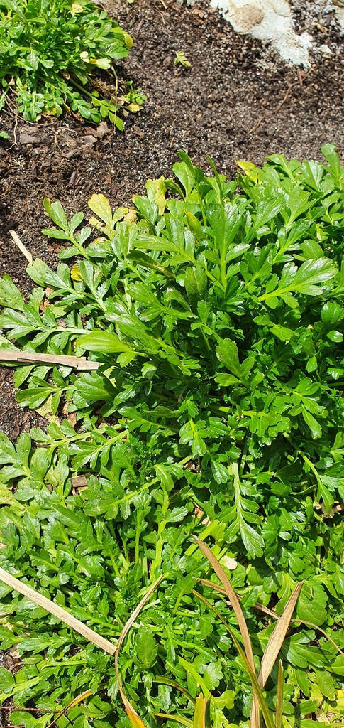 Coastal Cress in October 2022 by Chris Ecroyd. Coastal, known site ...