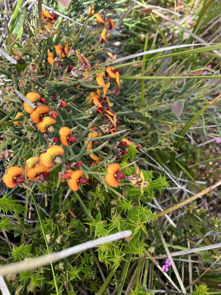 Leafless Bitter-pea from Leeuwin-Naturaliste National Park, Naturaliste ...