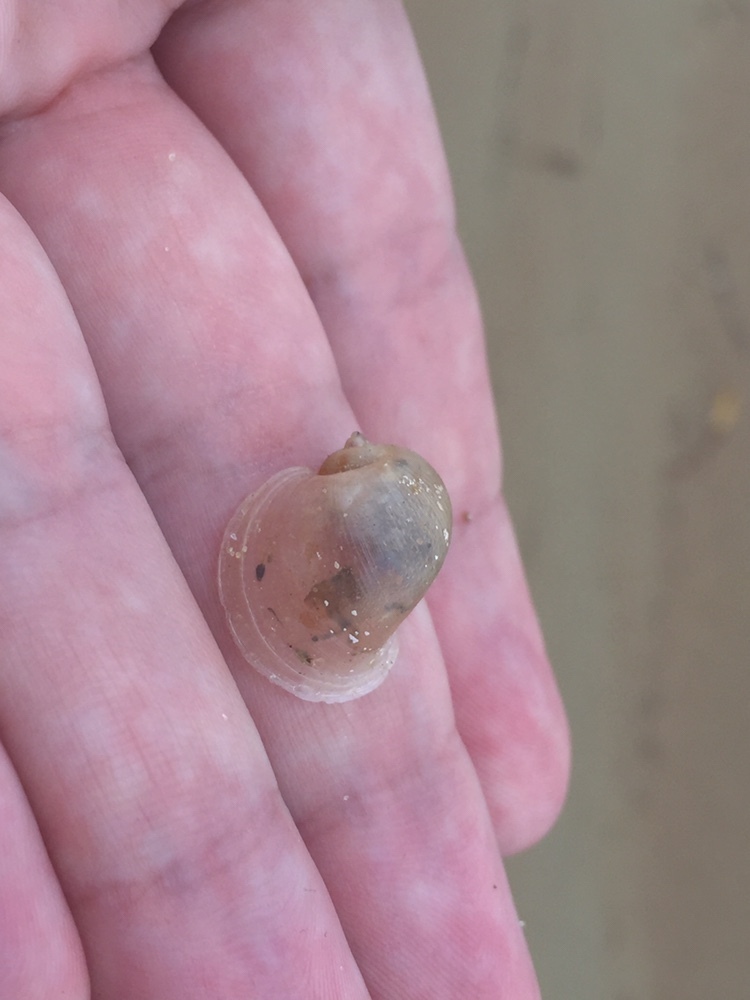 Big-eared Radix from Kuršių nerijos nacionalinis parkas, Neringa ...