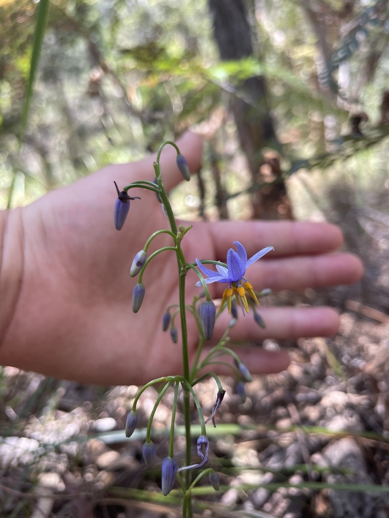 flax-lilies from K’gari (Fraser Island) Recreation Area, Eurong, QLD ...