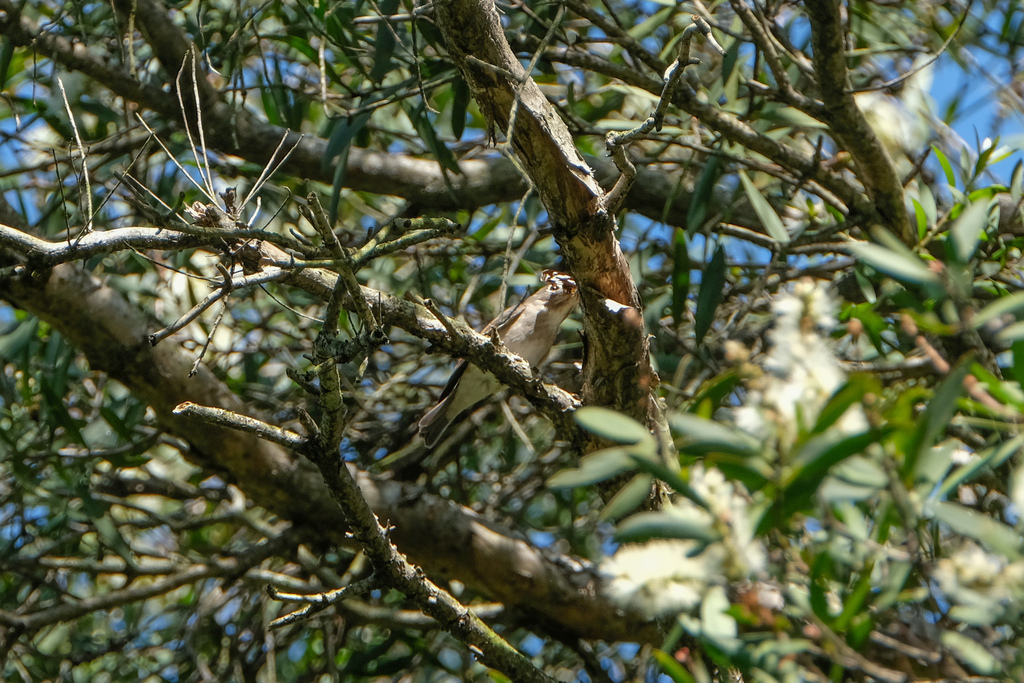 Old World Flycatchers and Chats in October 2022 by PK Yeung · iNaturalist