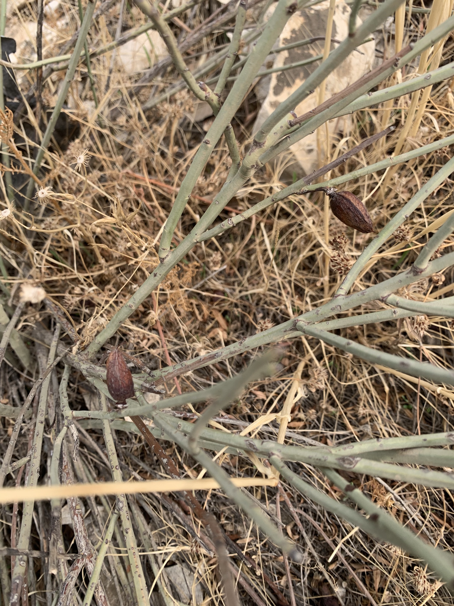 Prunus arabica (Oliv.) Meikle