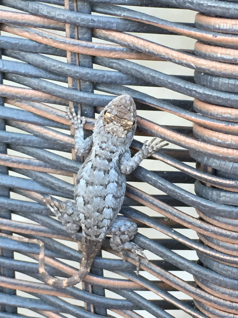 Texas Spiny Lizard in September 2015 by ktcorson · iNaturalist