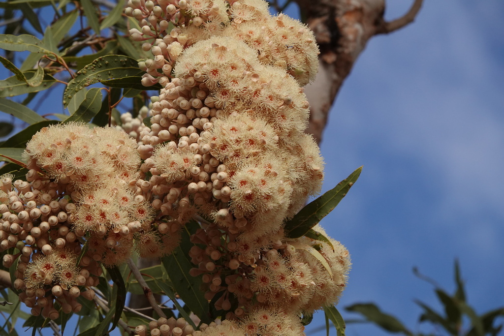 Desert Bloodwood from Innamincka SA 5731, Australia on August 3, 2022 ...