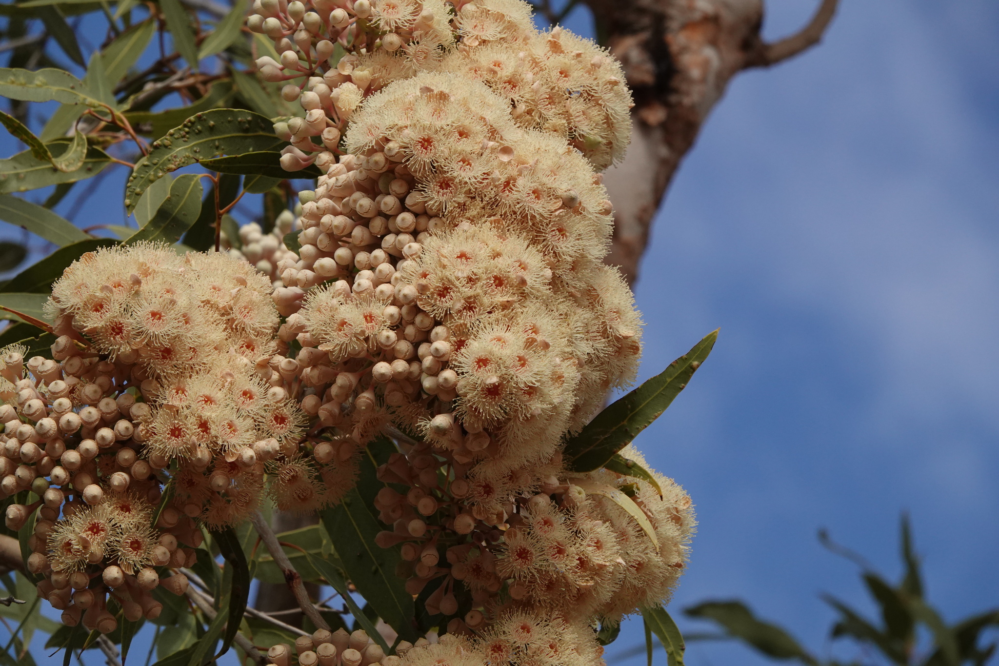 Corymbia terminalis (F.Muell.) K.D.Hill & L.A.S.Johnson