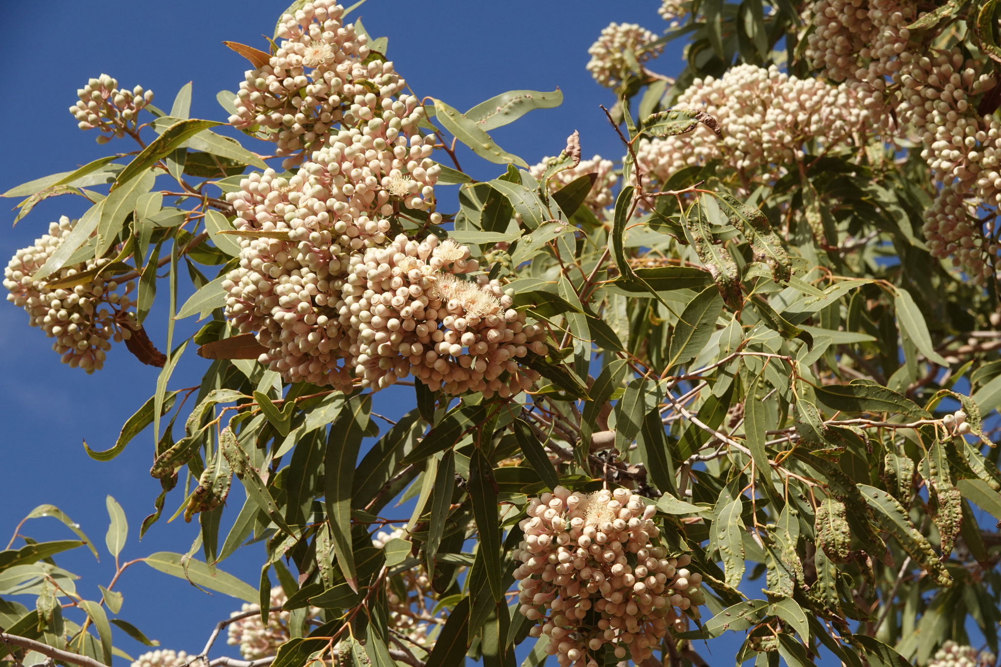 Corymbia terminalis (F.Muell.) K.D.Hill & L.A.S.Johnson