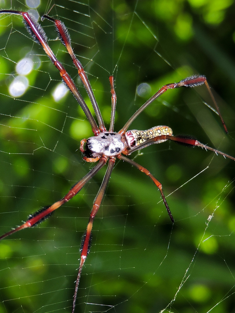 Golden Silk Spider from Yelapa, Jalisco, Mexico on September 17, 2015 ...