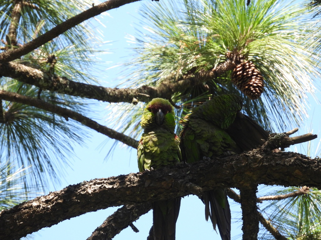 Maroon-fronted Parrot in October 2022 by Chipinque · iNaturalist