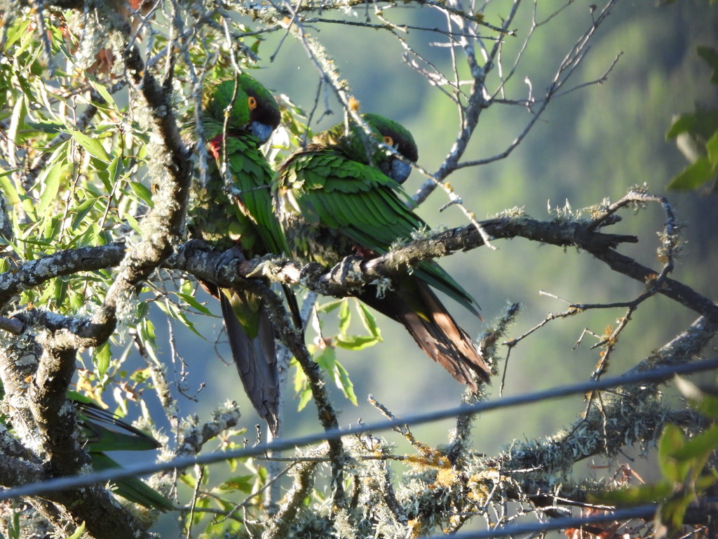 Maroon-fronted Parrot in October 2022 by Chipinque · iNaturalist