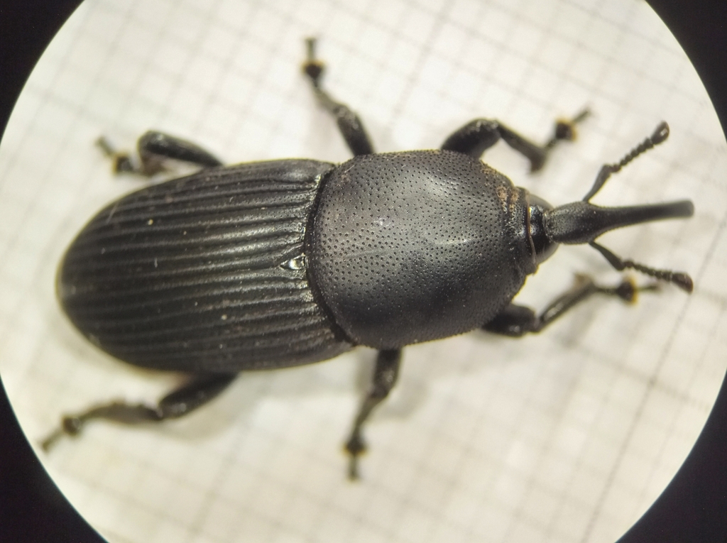 Scyphophorus acupunctatus (Madeira eingeführte Arten) · iNaturalist
