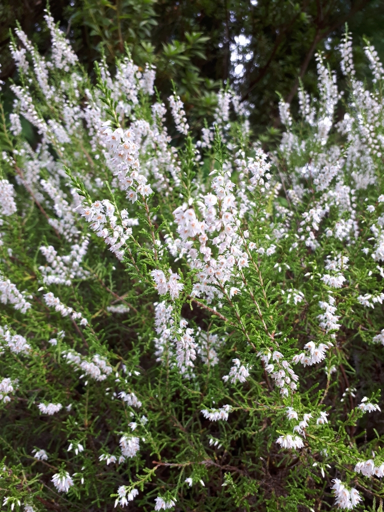 common heather from 9-1, 9555, Portugal on August 29, 2018 at 06:02 PM ...