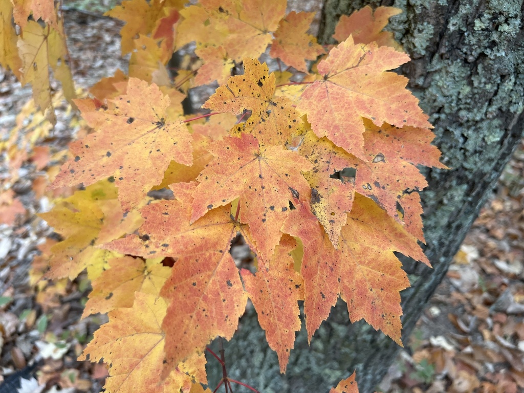 Eastern Red Maple from Camp Chestnut Ridge Rd, Efland, NC, US on ...
